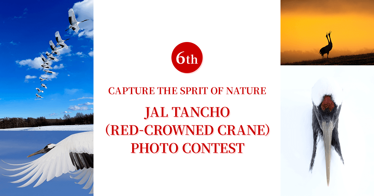6TH JAL TANCHO (RED-CROWNED CRANE) PHOTO CONTEST | JAPAN AIRLINES ...